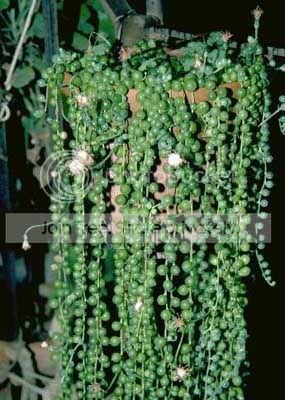 Chain Of Pearls Plant Photo by asiatic-cat | Photobucket